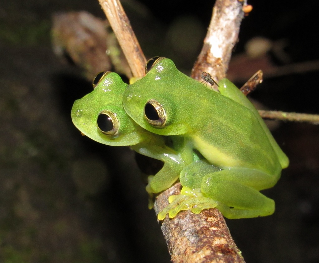 Emerald Glass Frog from Cocorná, Antioquia, Colombia on February 19 ...