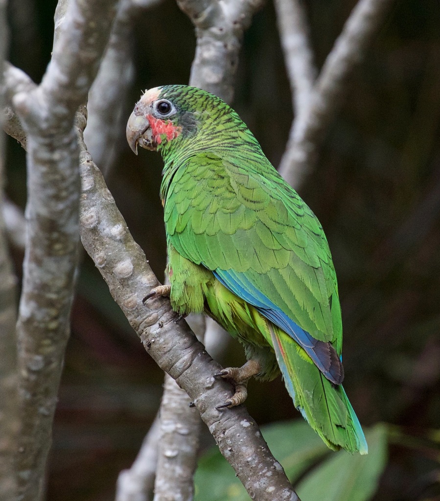 Grand Cayman Parrot in March 2016 by Rich Wolfert. Cuban Parrot-the ...