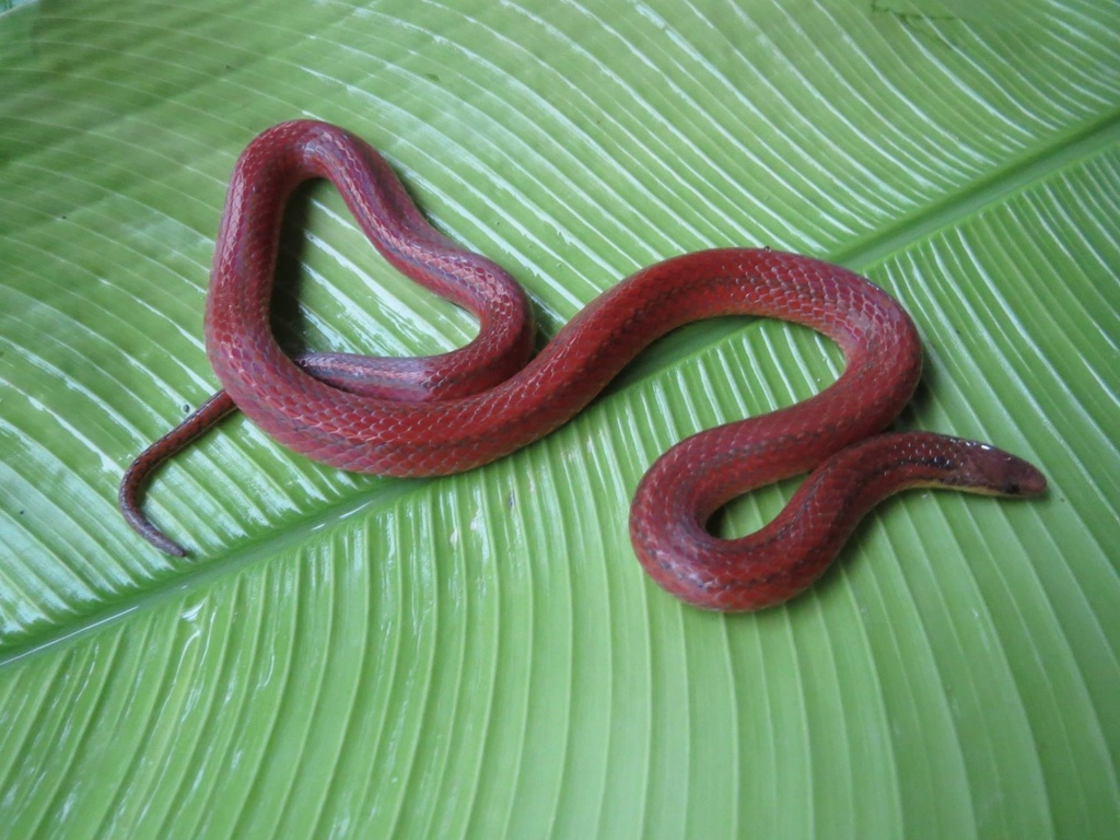 Middle American Burrowing Snake in December 2019 by Bruce Edley ...