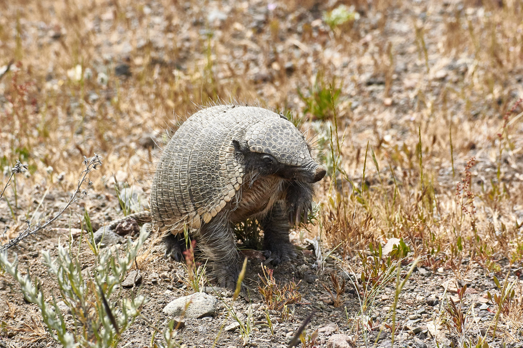 Pichi in December 2016 by Daniel Cross. fam. Dasypodidae, Zaedyus ...