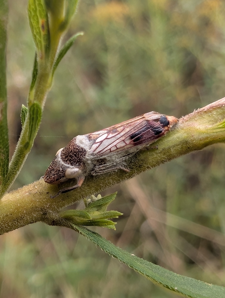 Entomophthoraceae from Mansfield, GA 30055, USA on October 19, 2025 at ...