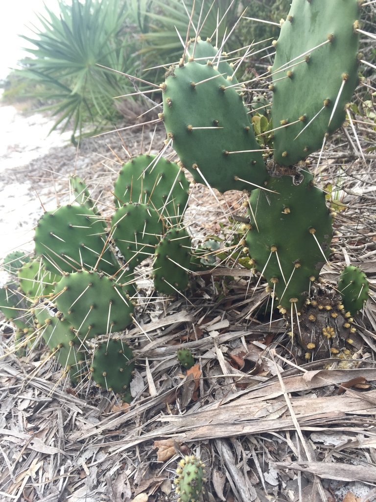 Florida Beach Pricklypear from Juno Beach, FL, US on December 20, 2019 ...