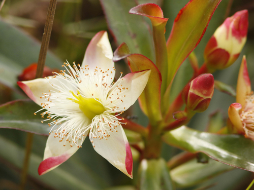 Cicada Tree (Ploiarium alternifolium) · iNaturalist