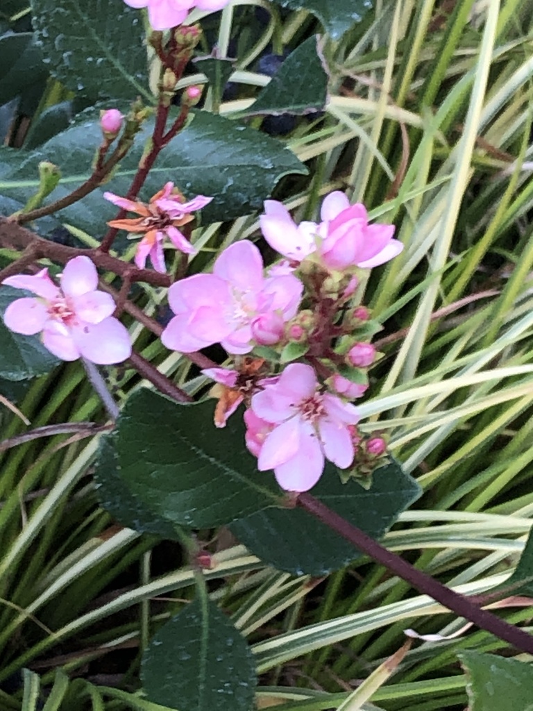 flowering plants from La Brea Tar Pits & Museum, Los Angeles, CA, US on ...