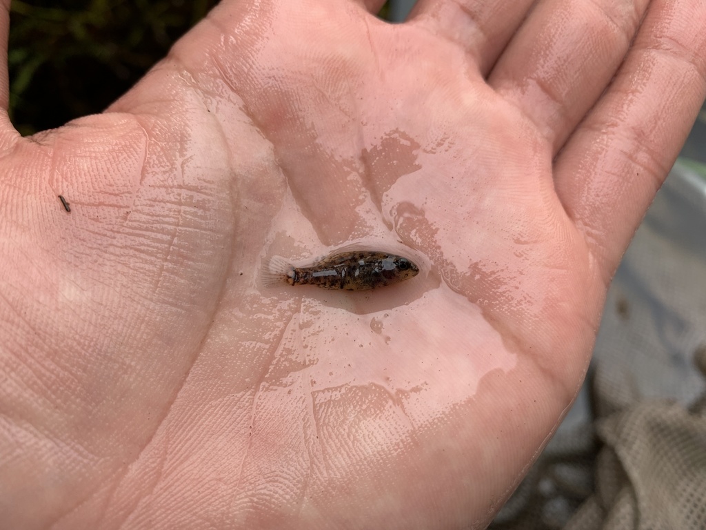 Okefenokee Pygmy Sunfish from Orlando, FL, US on December 20, 2019 at ...