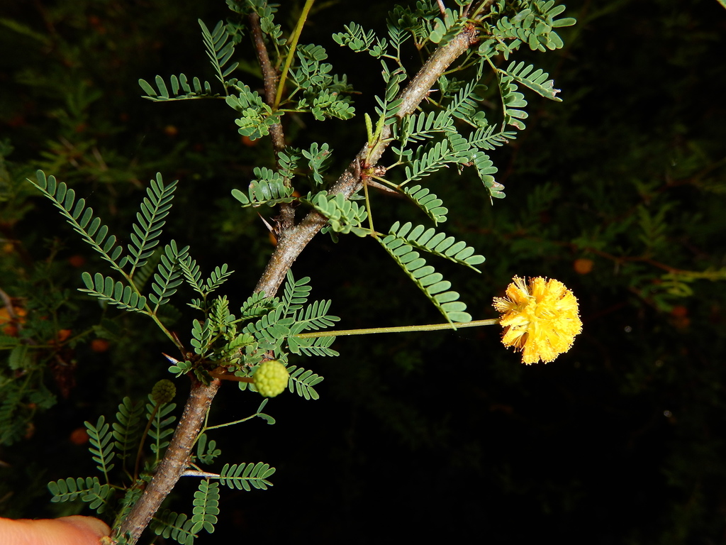 Sweet acacia from Miami-Dade County, FL, USA on August 2, 2016 at 07:23 ...