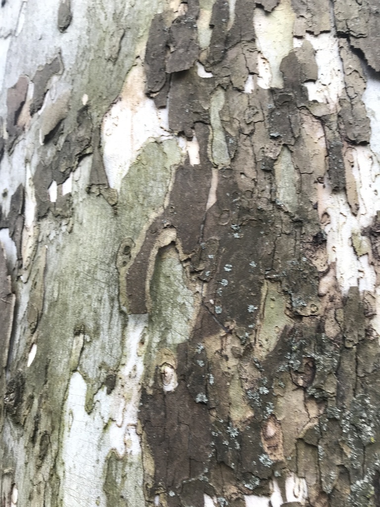 American sycamore (Platanus occidentalis) - Botanical Realm