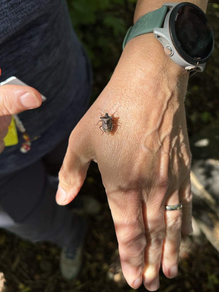 Forest Bug from Surrey Hills AONB, Mole Valley, England, GB on ...