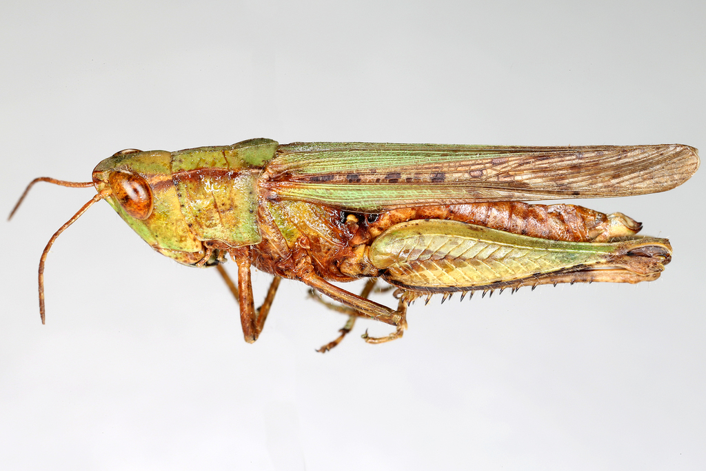 Orphulella punctata from Heredia Province, Sarapiqui, Costa Rica on ...