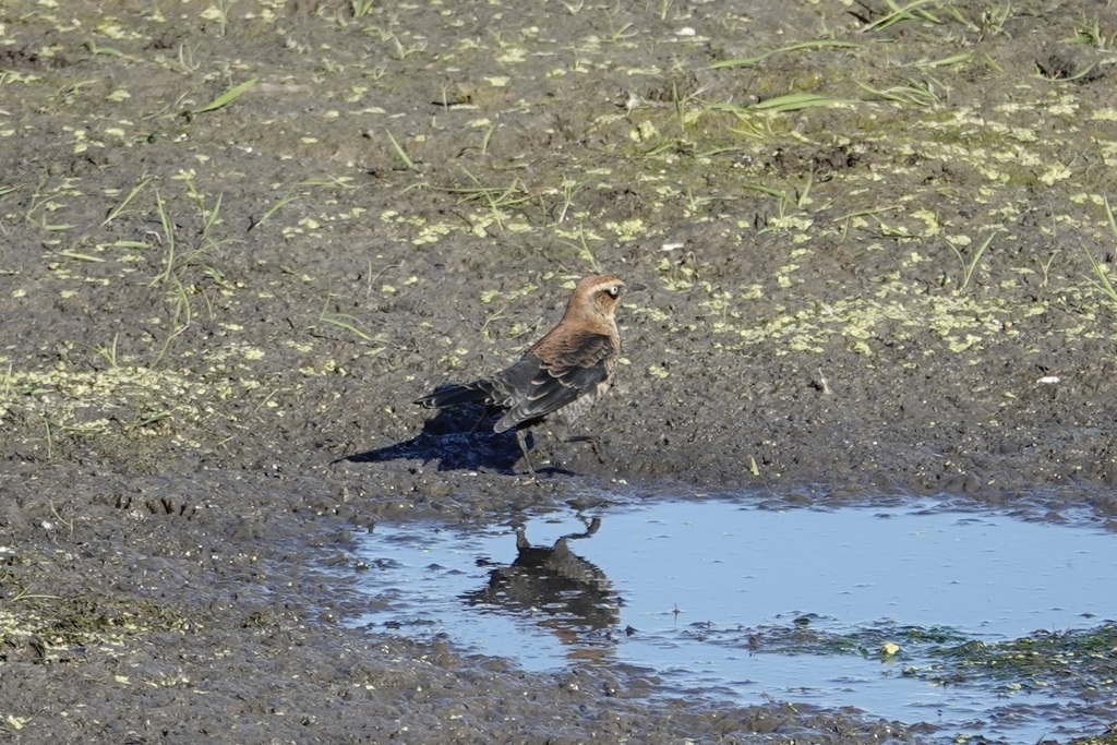 Rusty Blackbird from Olmsted County, MN, USA on October 8, 2025 at 04: ...