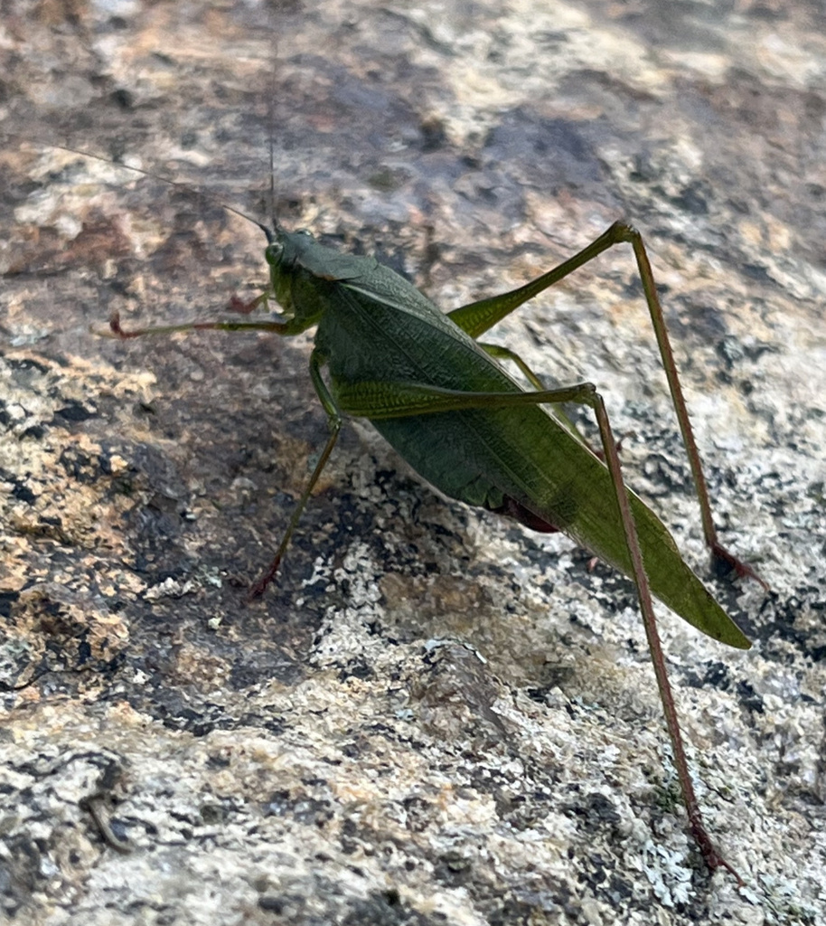 Scudder's Bush Katydids from Antietam Rd, Temple, PA, US on October 19 ...