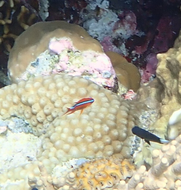 Cross's Damselfish from Desa, Lamanggau, Tomia, Kabupaten Wakatobi ...