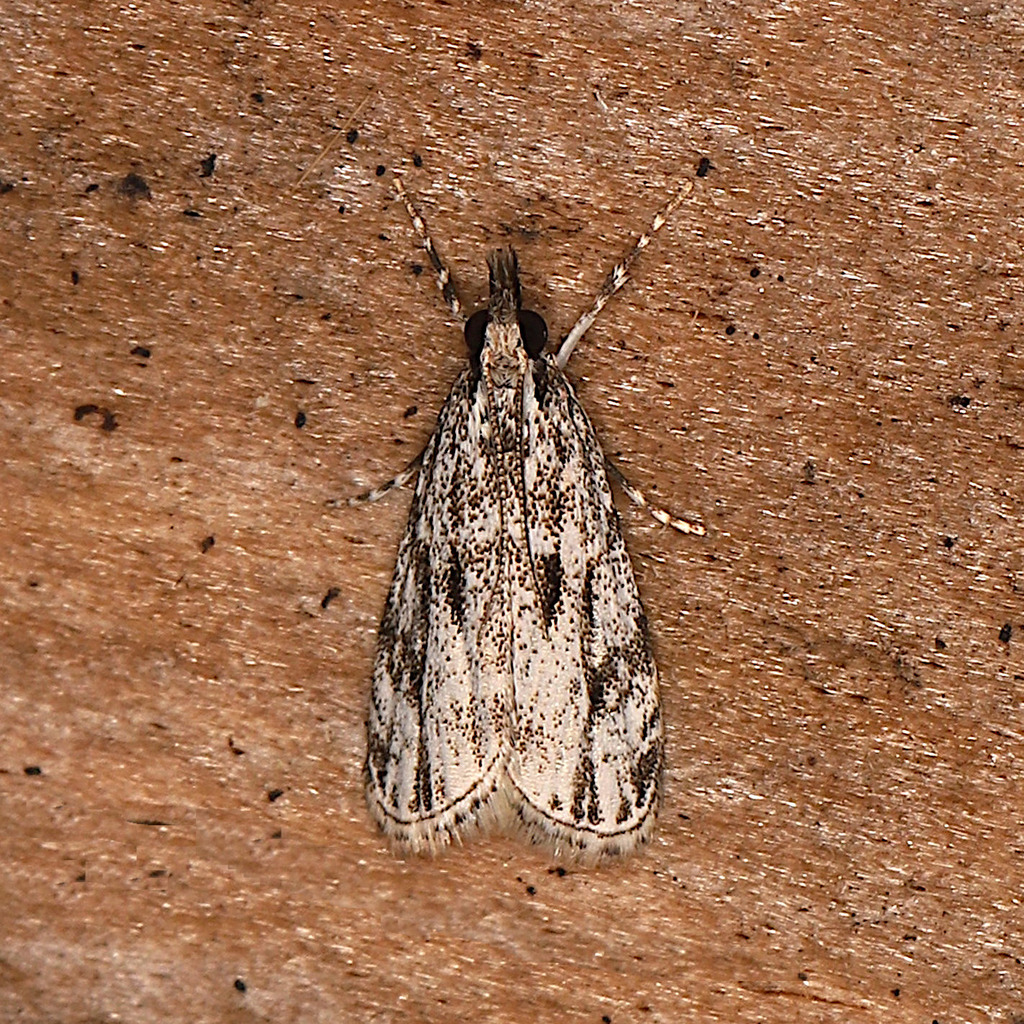 Striped Eudonia Moth from Dickson County, TN, USA on October 21, 2025 ...