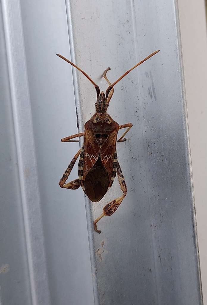 Western Conifer Seed Bug from Millcreek, UT 84117, USA on October 22 ...
