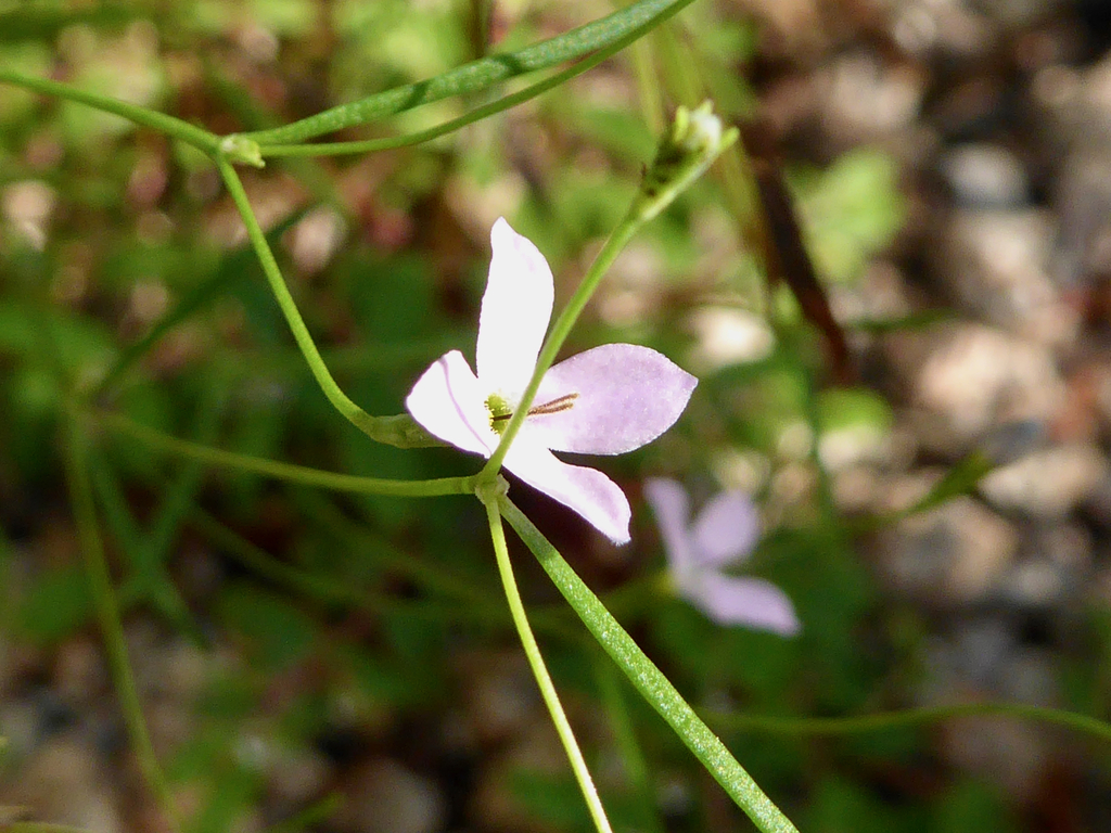 star violets from Parque Nacional Cabo Pulmo, Los Cabos, Baja ...