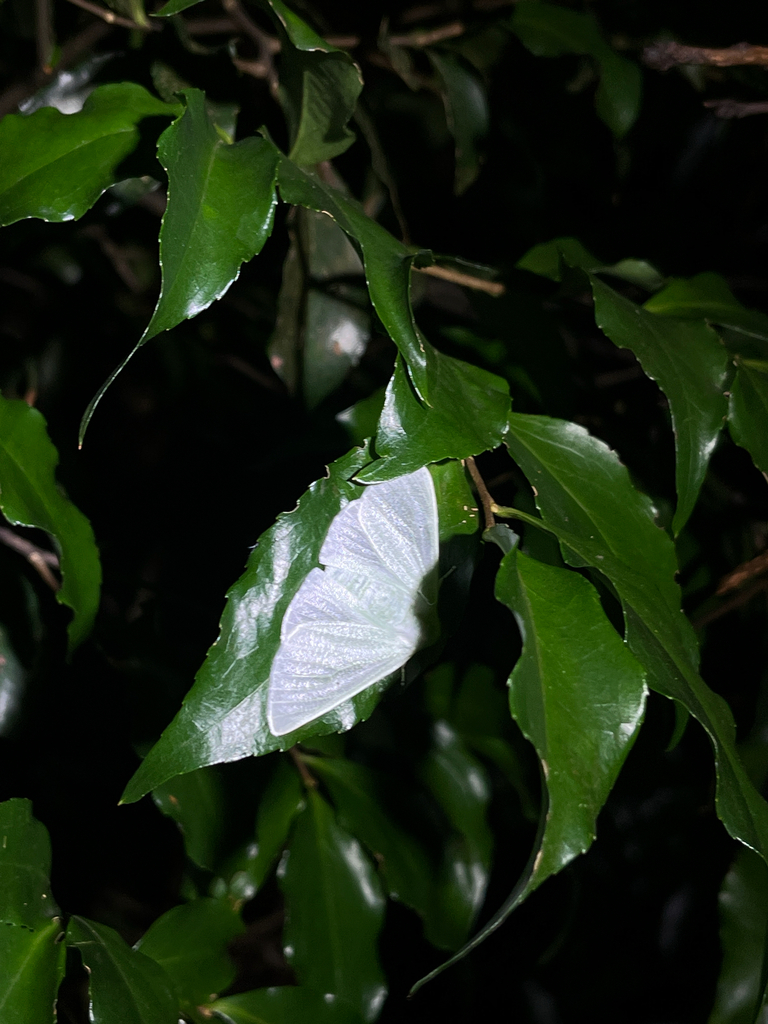 Arctornis from Islands, HK on October 23, 2025 at 07:08 PM by Tony ...