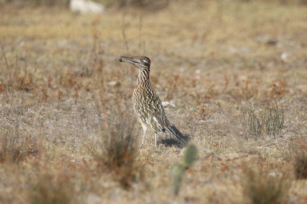 Greater Roadrunner from San José Iturbide, GTO, MX on December 22, 2019 ...