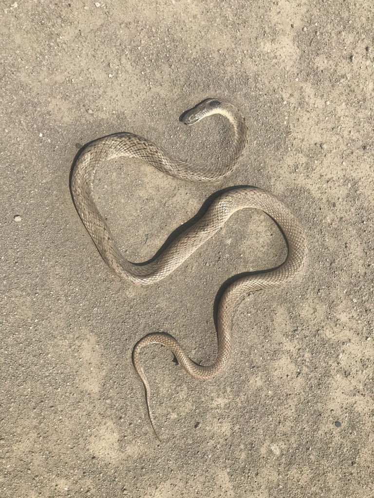 Speckled Brown Snake (Pseudonaja guttata) - Snakes and Lizards