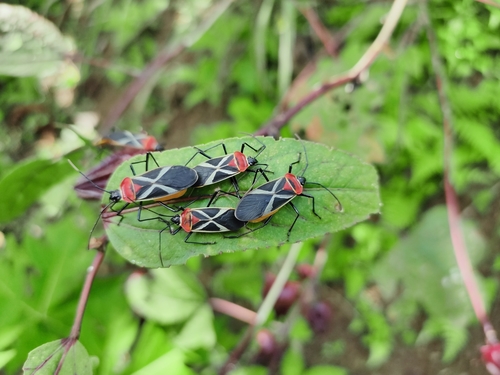 Dysdercus philippinus · iNaturalist