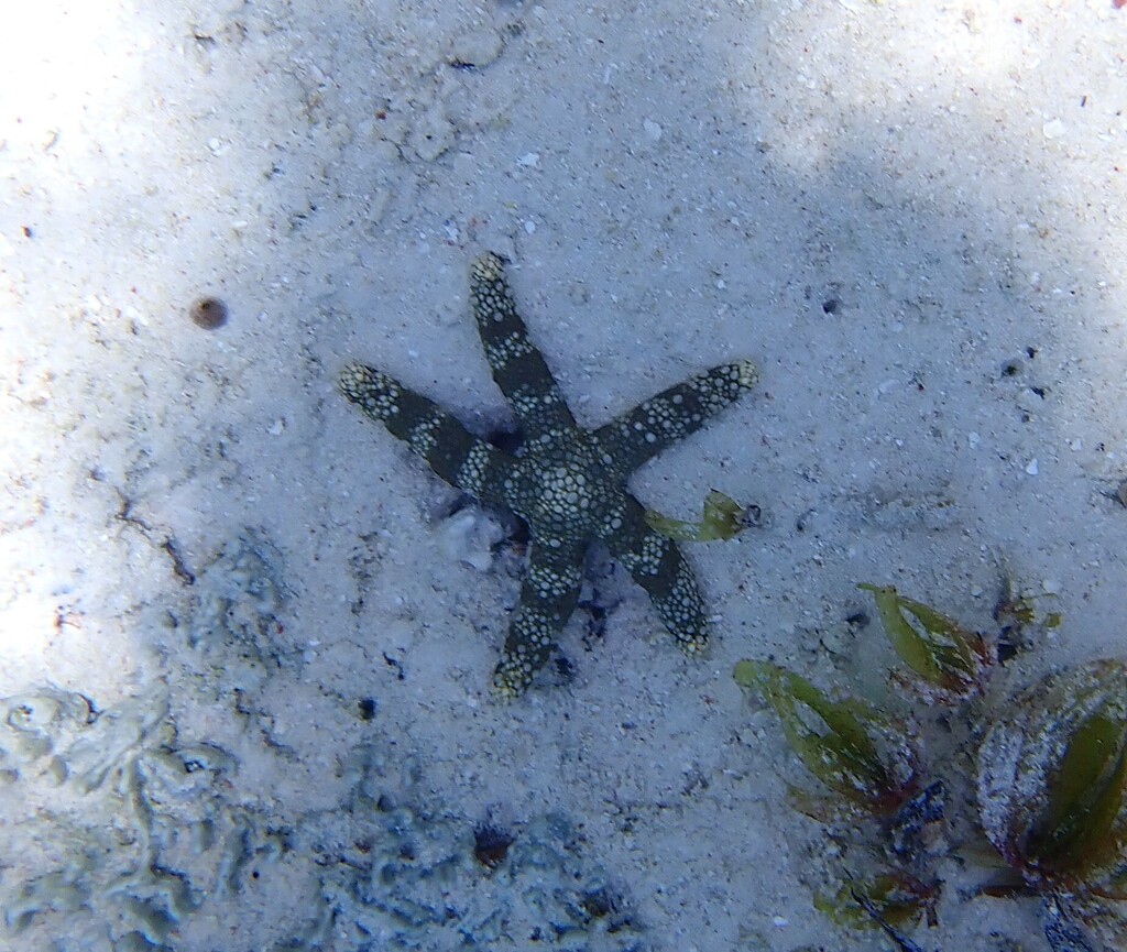 Warty Sea Star from Desa, Lamanggau, Tomia, Kabupaten Wakatobi ...
