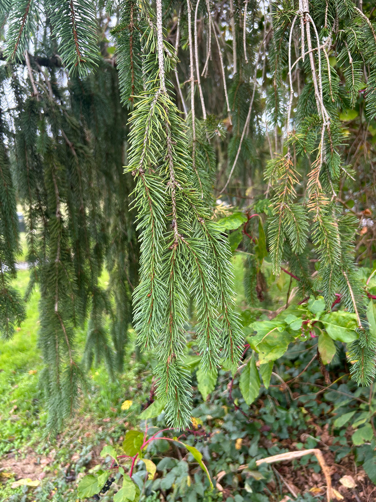 Norway spruce from Swannanoa, NC, US on October 6, 2025 at 04:13 PM by ...