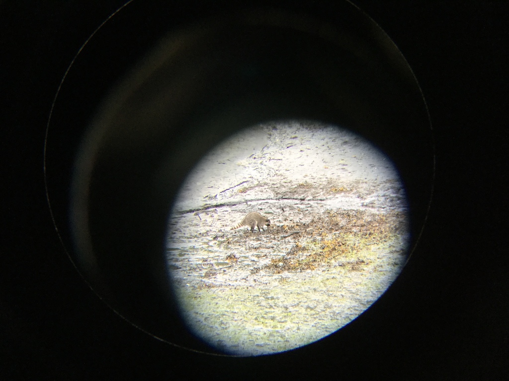 Common Raccoon from Skeena-Queen Charlotte, BC, Canada on June 19, 2016 ...