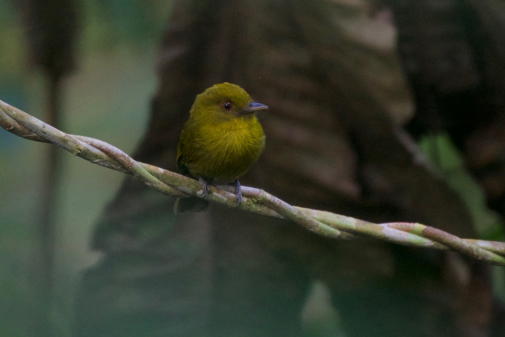 Sapayoa (Sapayoa aenigma) - Avian Discovery