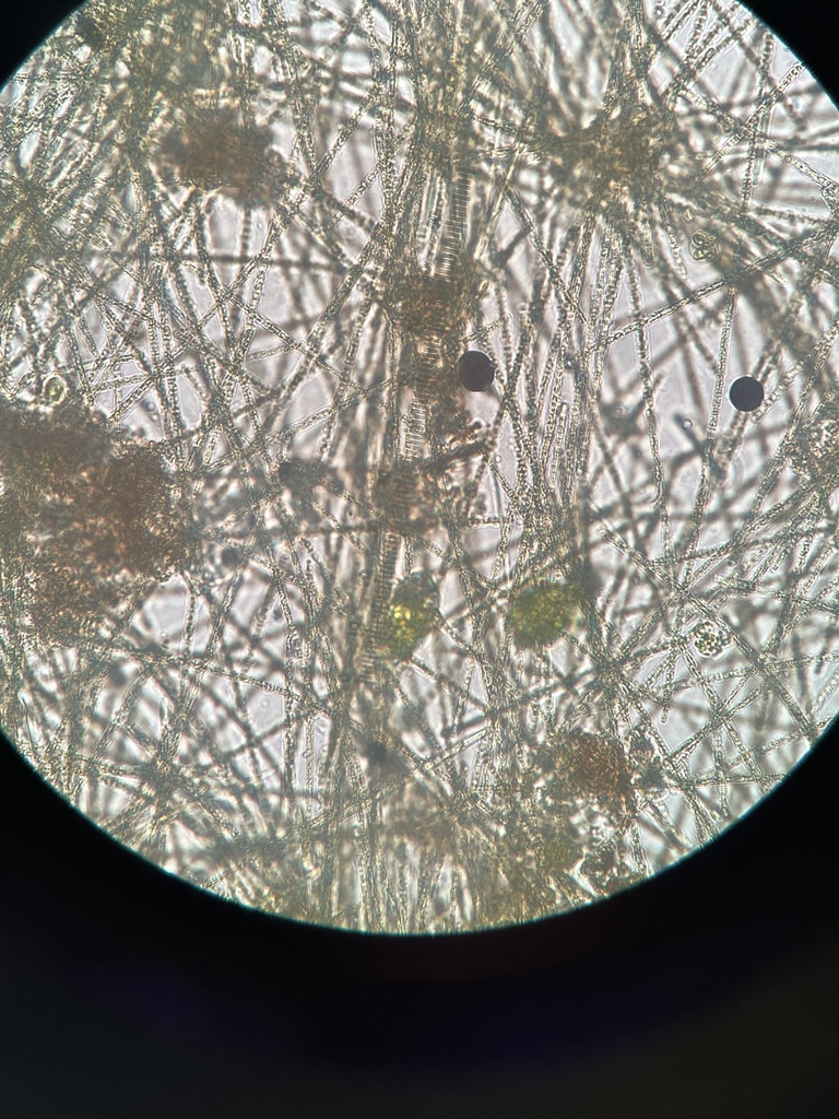 Planktothrix from California State University, Monterey Bay, Seaside ...