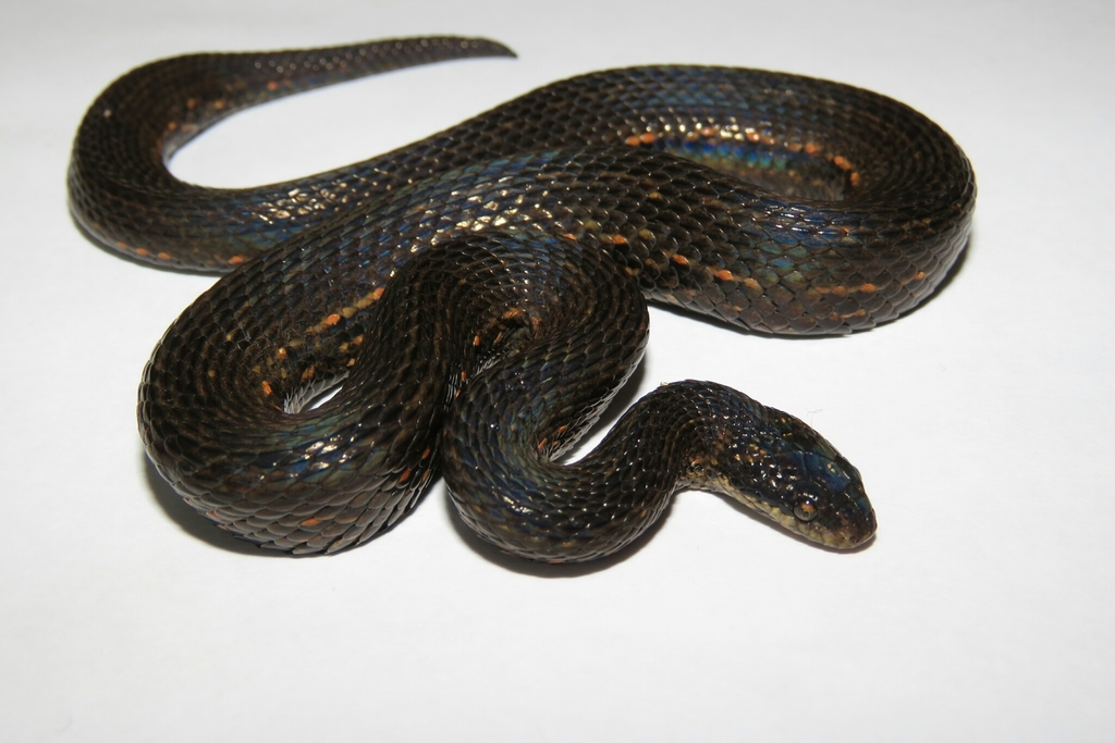 Taczanowsky's Dwarf Boa in December 2019 by Marek David Castel ...