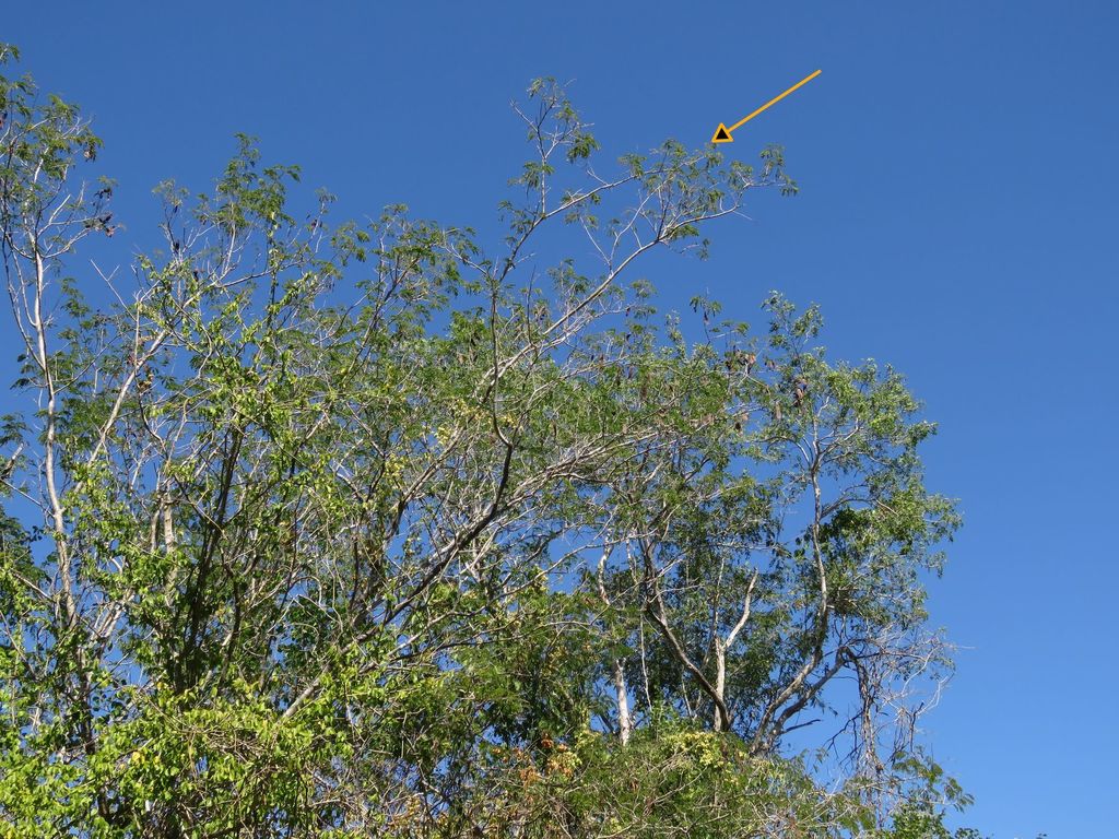 Senegalia gaumeri in January 2017 by Alfredo Dorantes Euan · iNaturalist