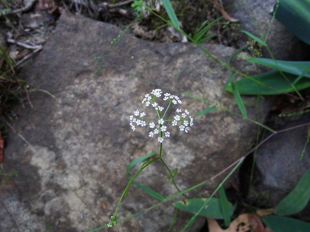 harperella in September 2016 by Larry Beane · iNaturalist