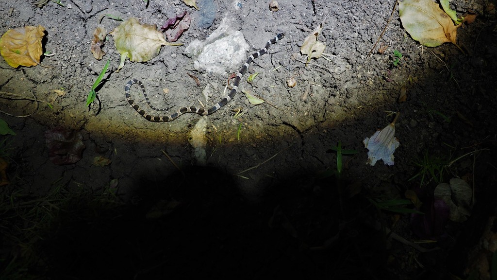 Mexican Lyre Snake from Chapala, Jalisco, Mexiko on October 11, 2018 at ...