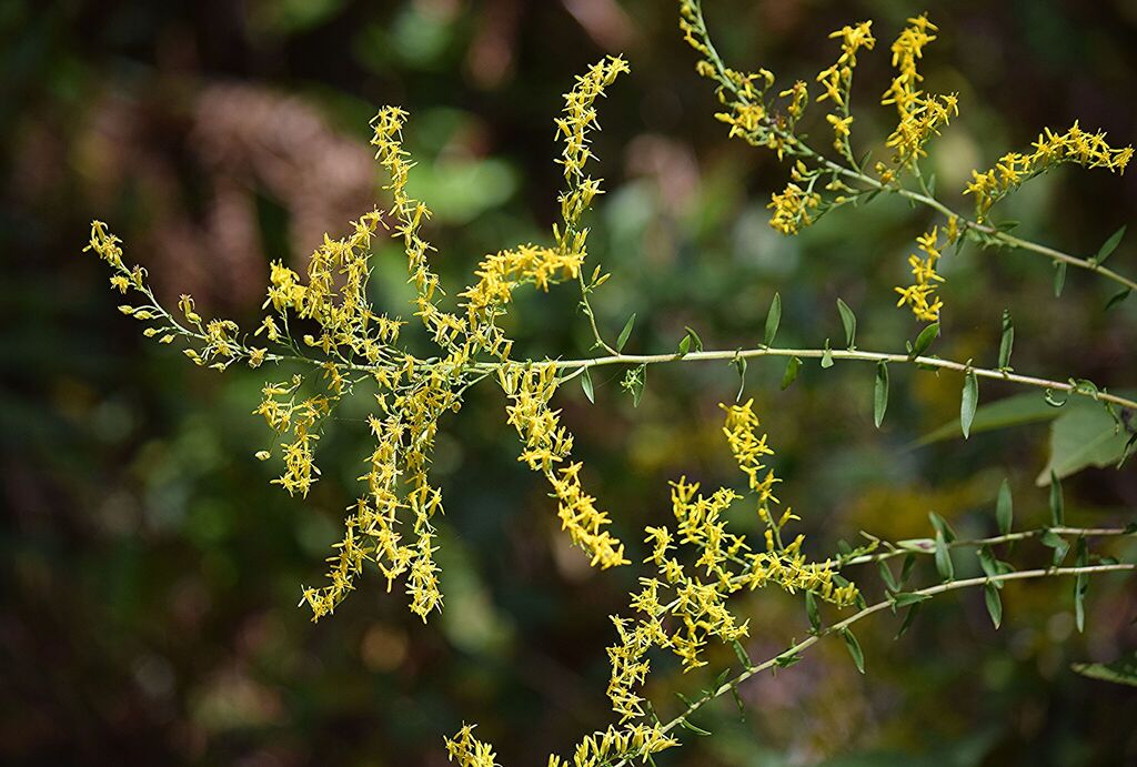 Sweet Goldenrod from Aiken County, SC, USA on September 11, 2025 at 12: ...