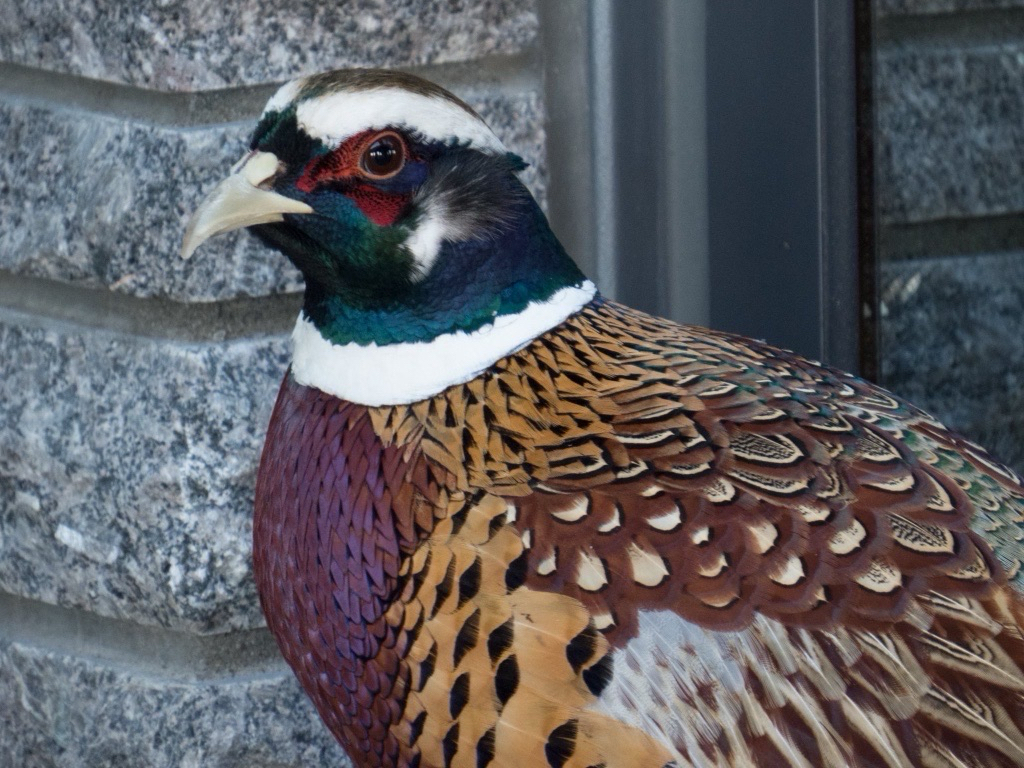 Ring-necked Pheasant from Kings Dr, Tuxedo Park, NY, US on October 23 ...