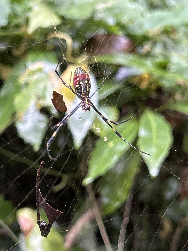 Joro Spider from Meiji Jingu, Shibuya, Tokyo, JP on October 16, 2025 at ...