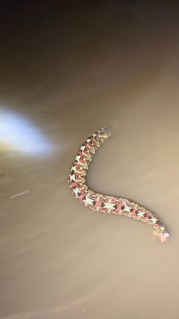 Rhinoceros Viper in October 2025 by Thomas Nicolon · iNaturalist