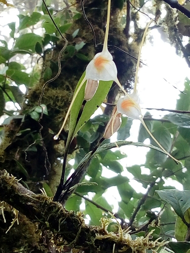 Masdevallia constricta · iNaturalist