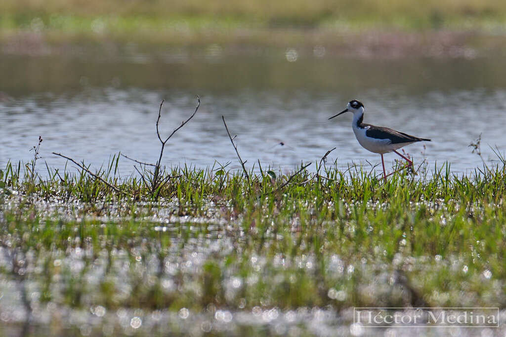 Black-necked Stilt from Jesús María, Ags., México on October 25, 2025 ...