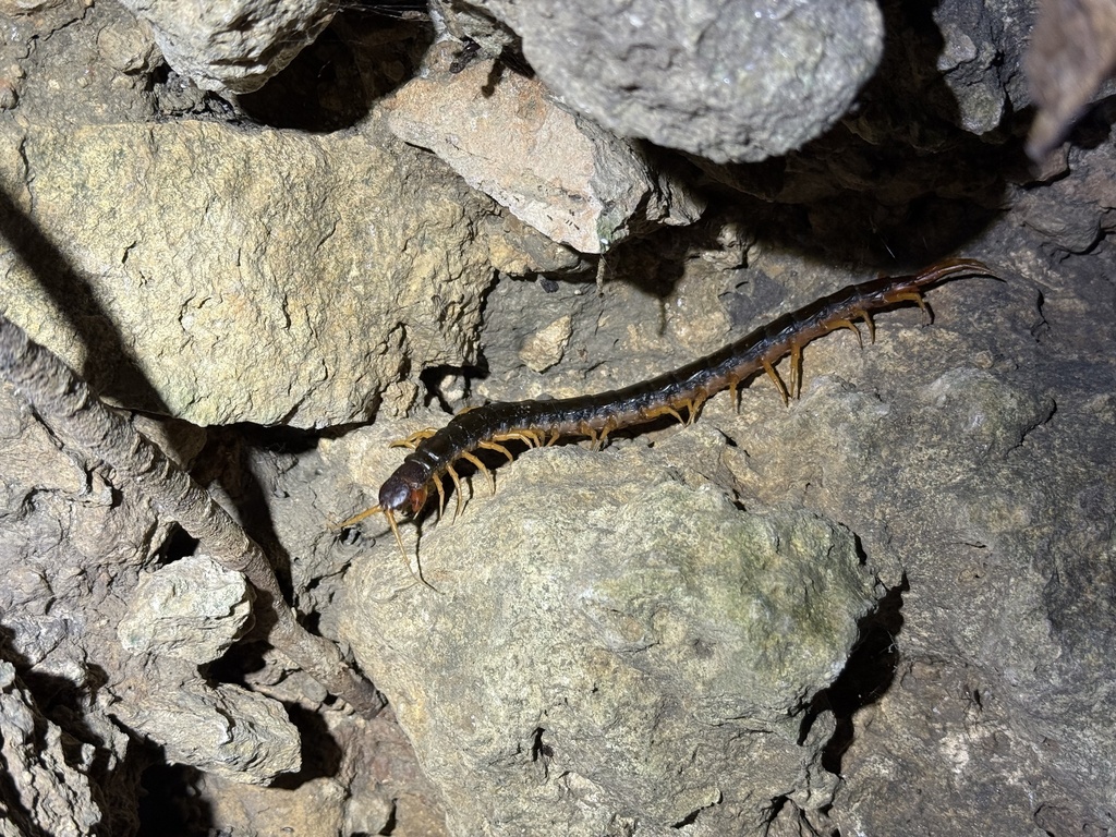 Giant Centipedes in October 2025 by Larry Zheng · iNaturalist