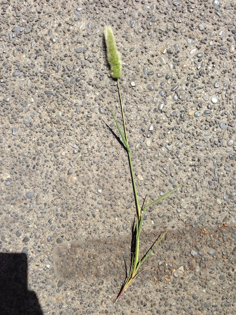 rabbitfoot grass from Selwyn, NZ-CA, NZ on December 20, 2016 at 12:20 ...