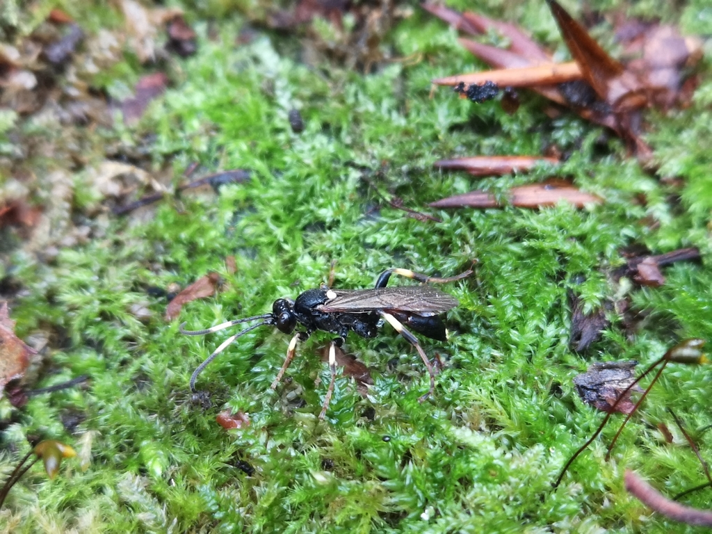 Ichneumonid Wasps from Velika, HR-PS, HR on December 25, 2019 at 11:27 ...