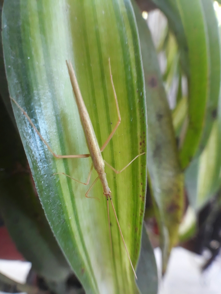 Tree Crickets from Nuevo Paraiso, Ecuador on December 25, 2019 at 10:20 ...