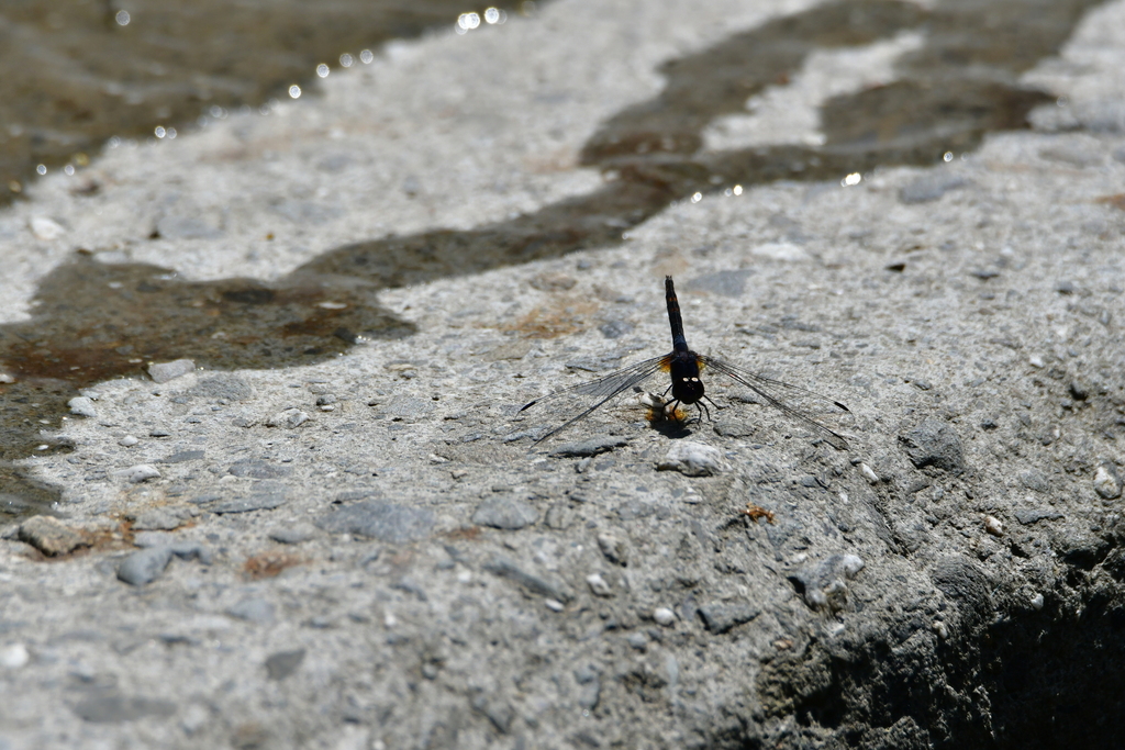 Indigo Dropwing from 963台灣臺東縣太麻里鄉 on October 26, 2025 at 10:32 AM by ...