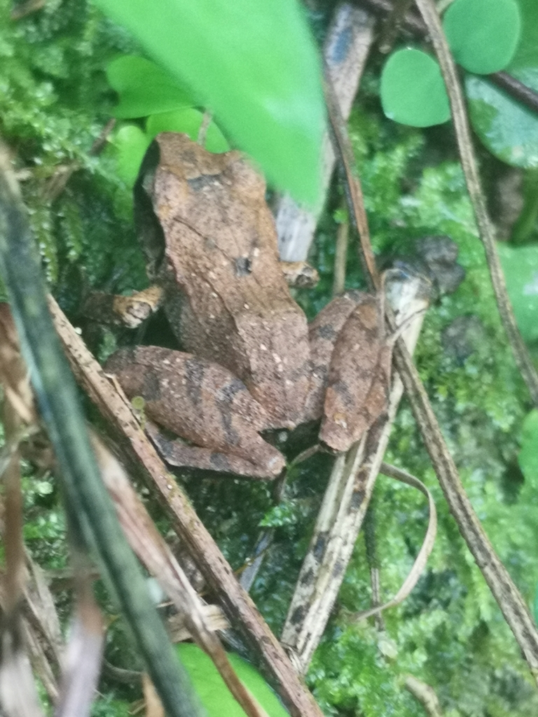 Stuart's Robber Frog in November 2019 by sergiogonmoll · iNaturalist