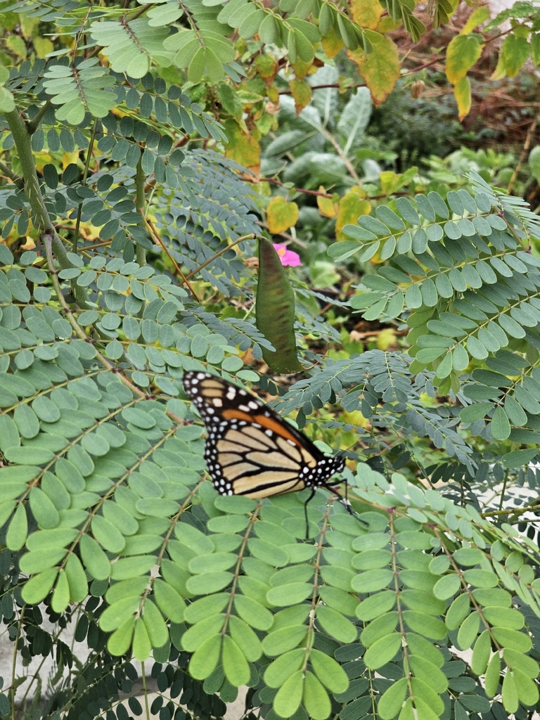 Monarch from Trinity/12th, Austin, TX 78701, USA on October 26, 2025 at ...