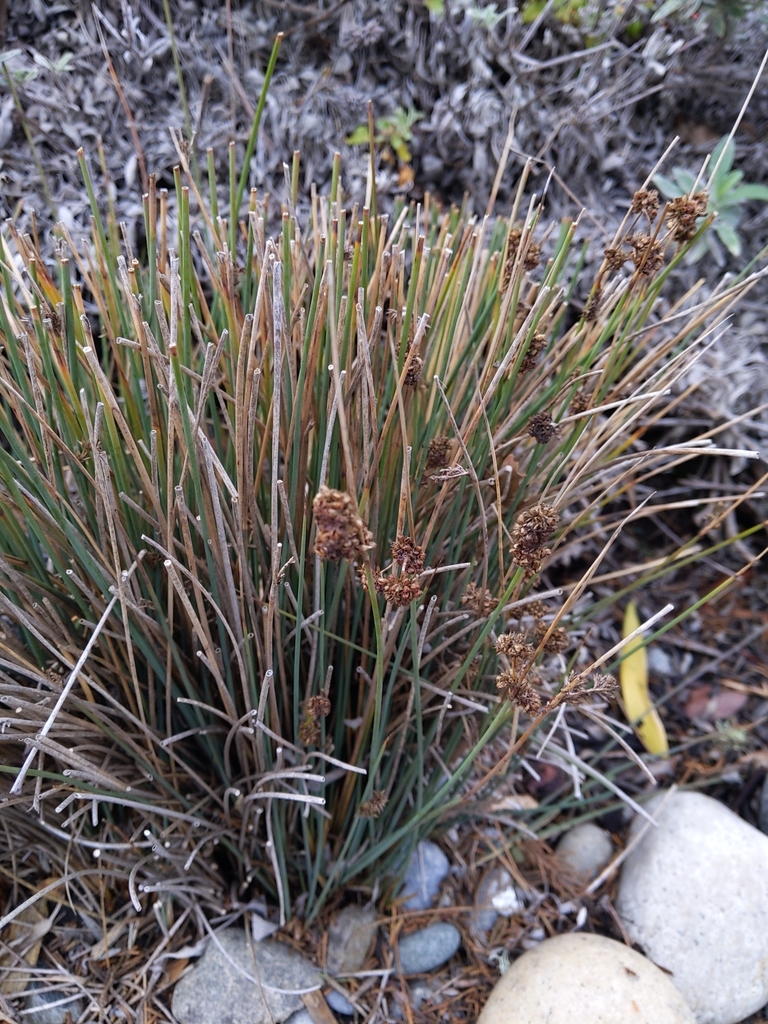 spiny rush from Carmel Point, Carmel-By-The-Sea, CA 93923, USA on ...