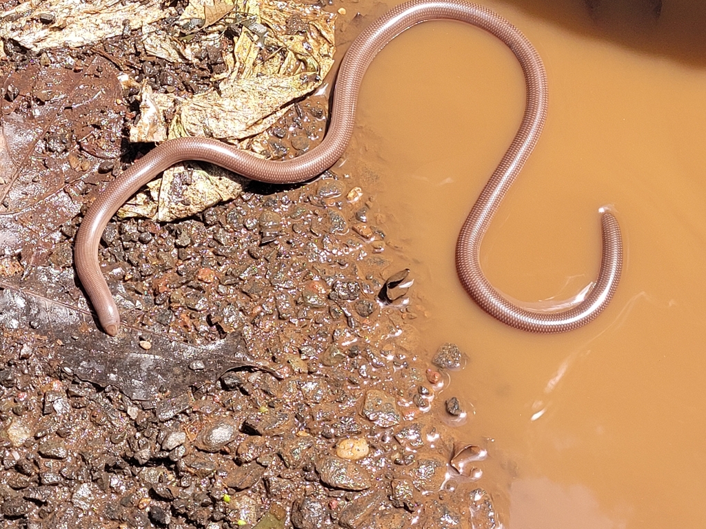 Beaked Blind Snake from Kulem, Kolem, Goa 403410, India on October 25 ...