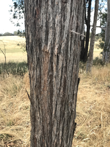 Red Stringybark (Eucalyptus macrorhyncha) · iNaturalist
