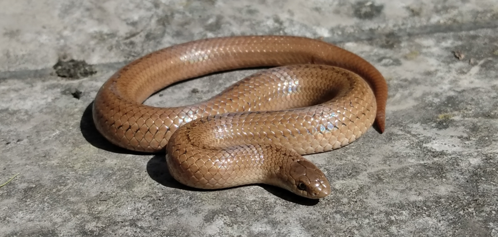 Culebra terrestre del centro desde Cerro Cabezon el 25 de diciembre de ...