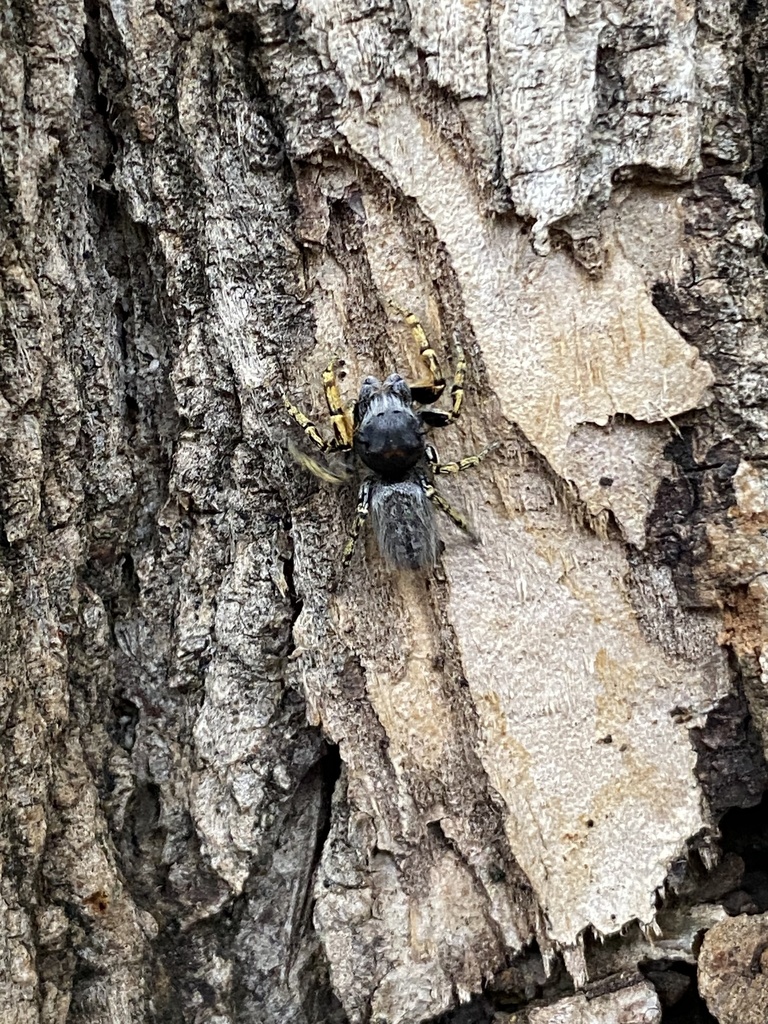 High Eyelashed Jumping Spider from Martin Park Nature Center, Oklahoma ...
